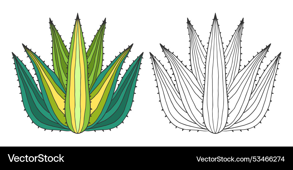 Cactus colored clipart for coloring Royalty Free Vector