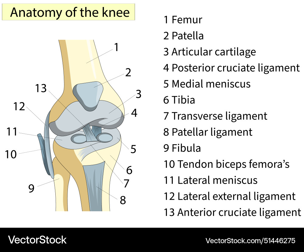 Anatomy knee joint cross section showing Vector Image