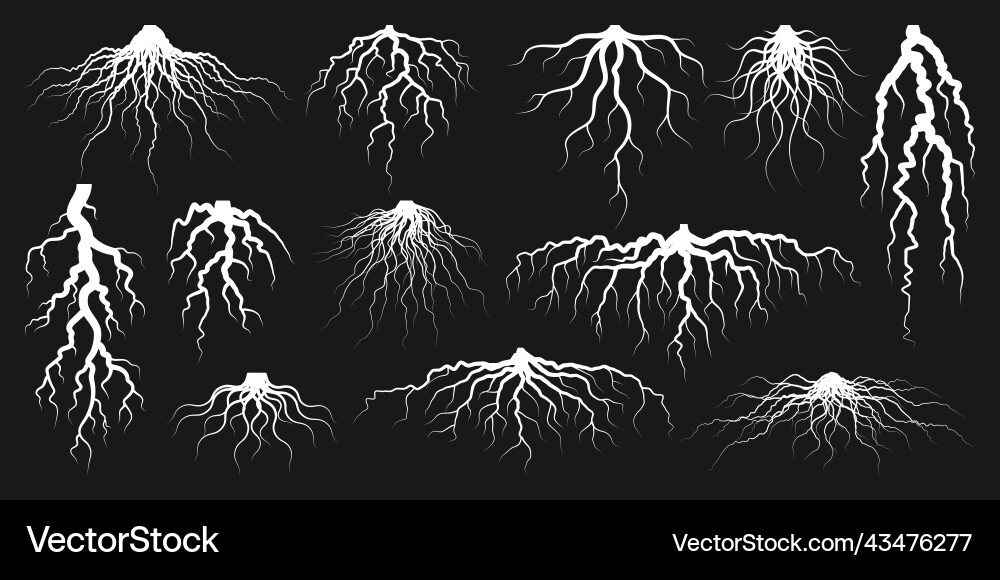 Various realistic tree or shrub roots parts Vector Image