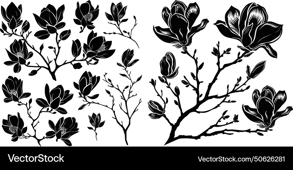 Magnolia flowers Royalty Free Vector Image - VectorStock