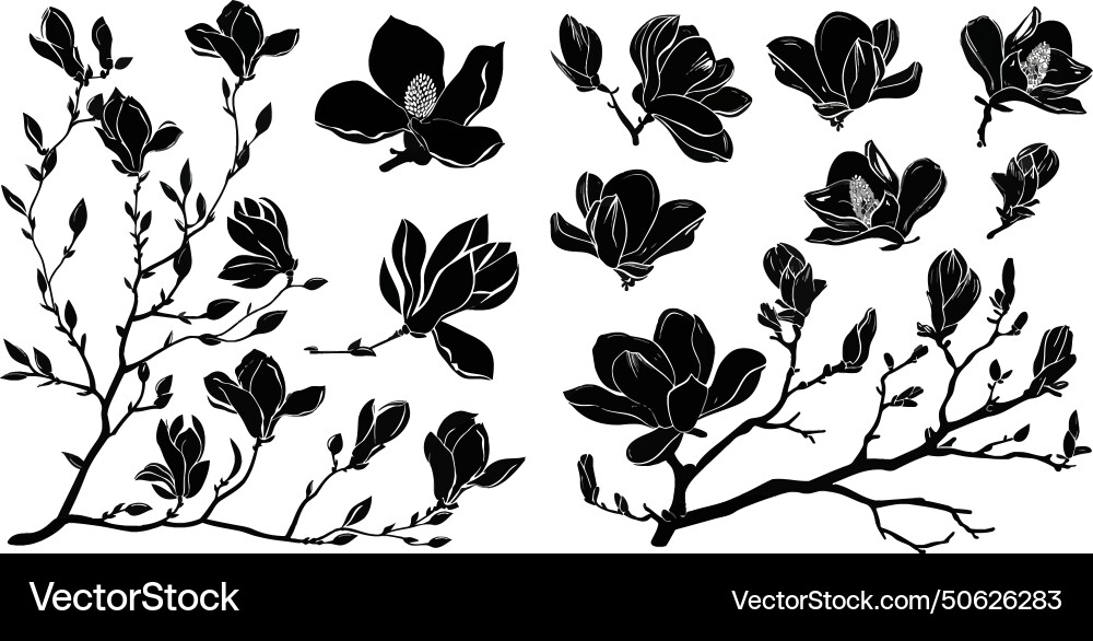 Set of magnolia branches Royalty Free Vector Image