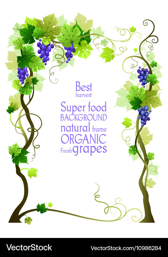 Background with grape Royalty Free Vector Image