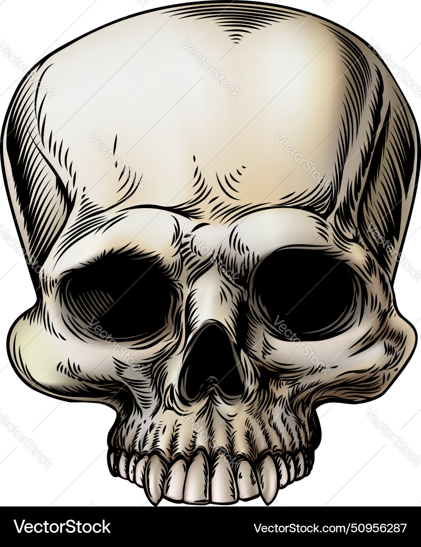 Human skull Royalty Free Vector Image - VectorStock