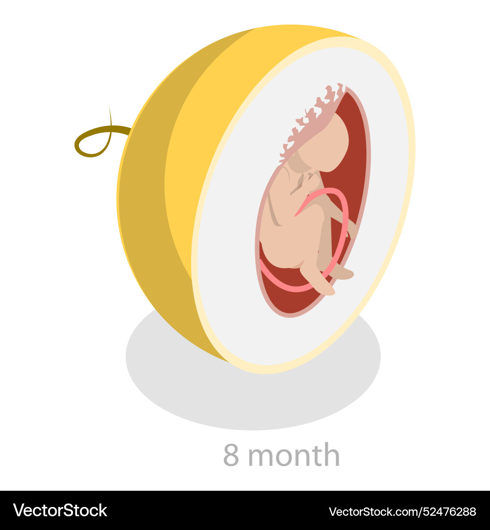 3d isometric flat of embryo Royalty Free Vector Image