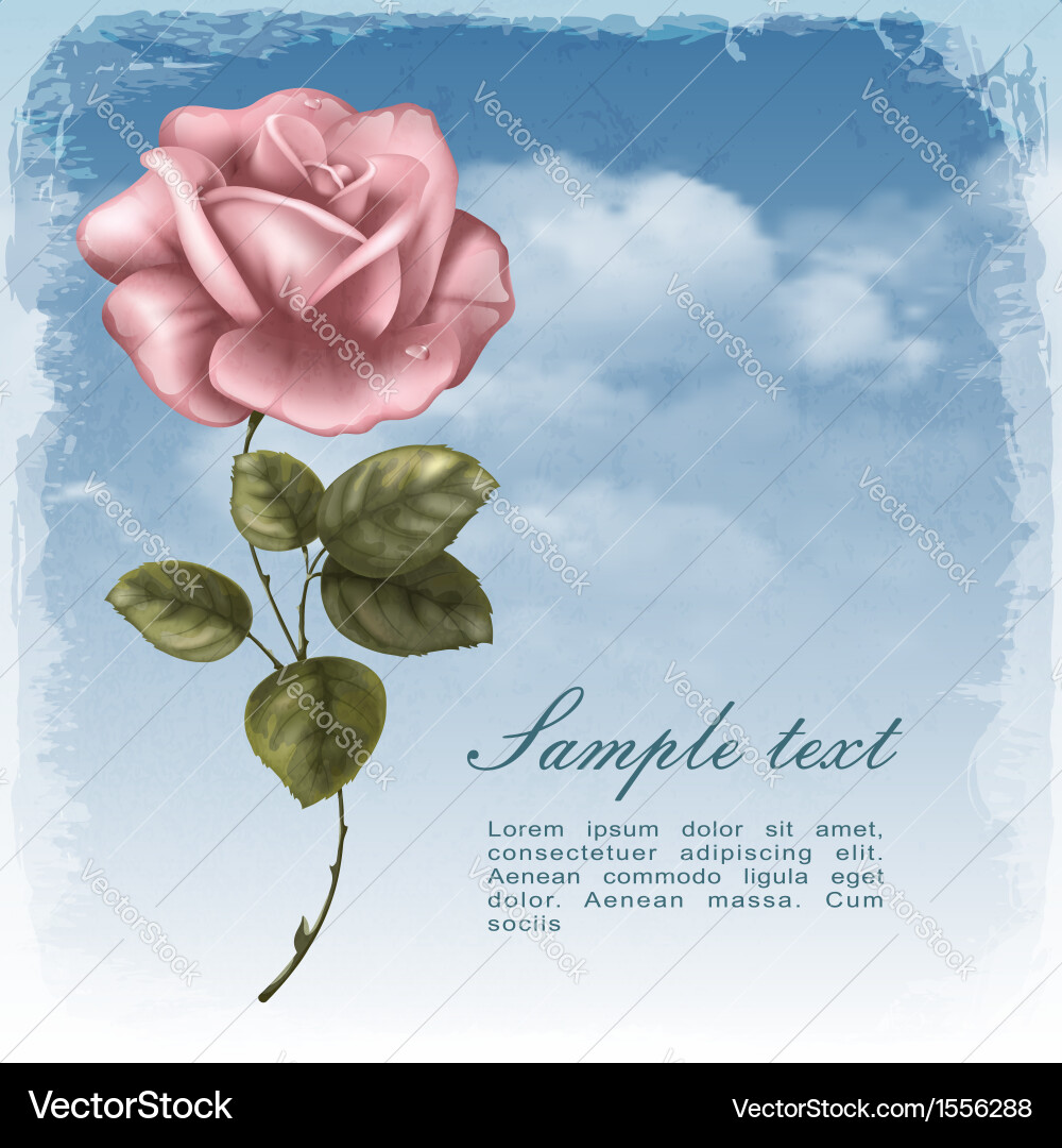 Rose Royalty Free Vector Image - VectorStock