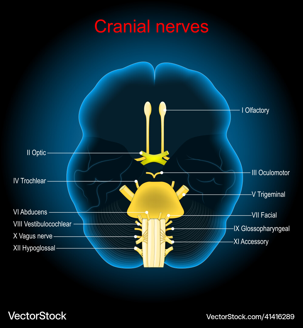 Cranial Nerves Human Brain Cranial Nerve Nucleus An Overview