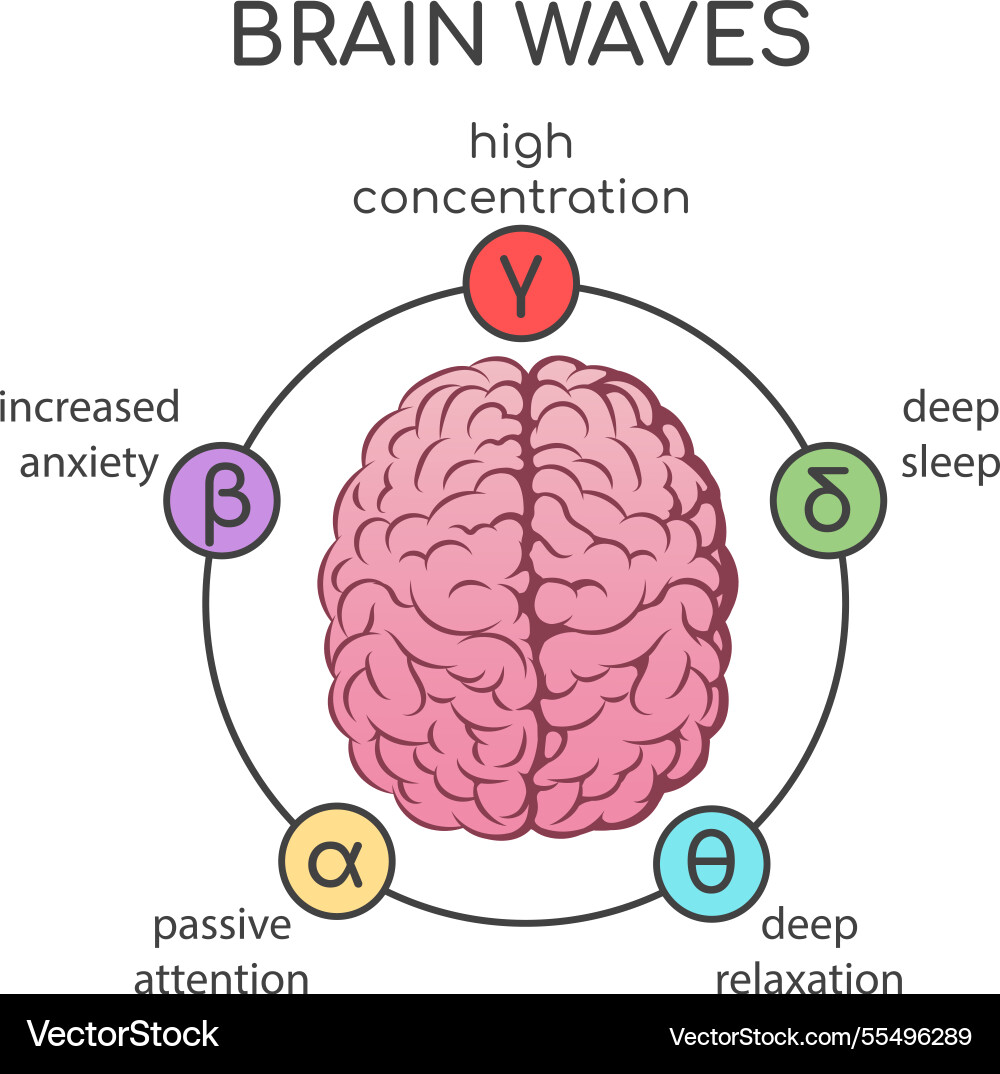 Human brain waves Royalty Free Vector Image - VectorStock