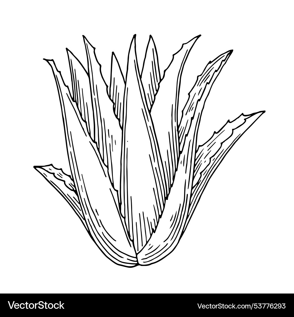 Aloe vera plant sketch drawing Royalty Free Vector Image