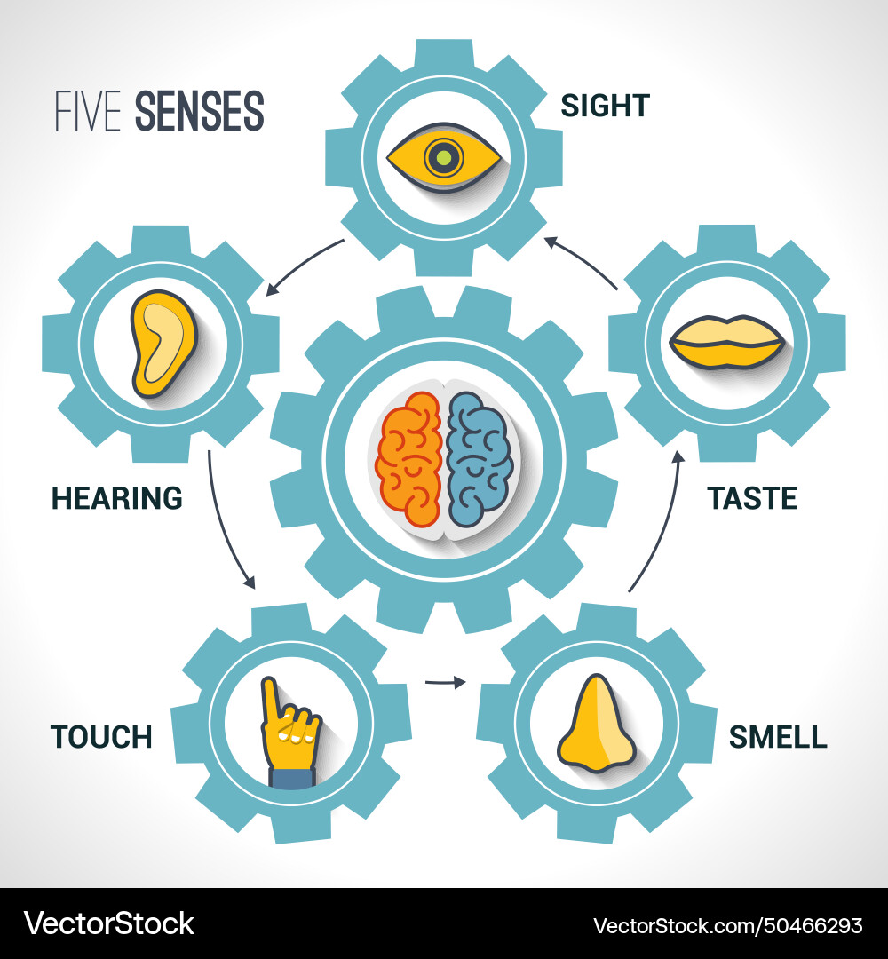 Five senses concept Royalty Free Vector Image - VectorStock