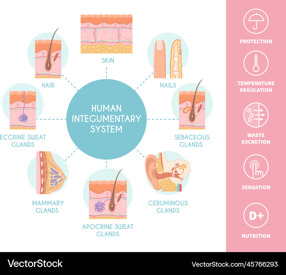 Human Skin & Integument System Royalty Free Vector Image