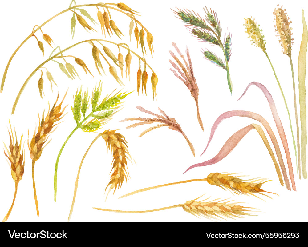 Watercolor wheat isolated on white Royalty Free Vector Image
