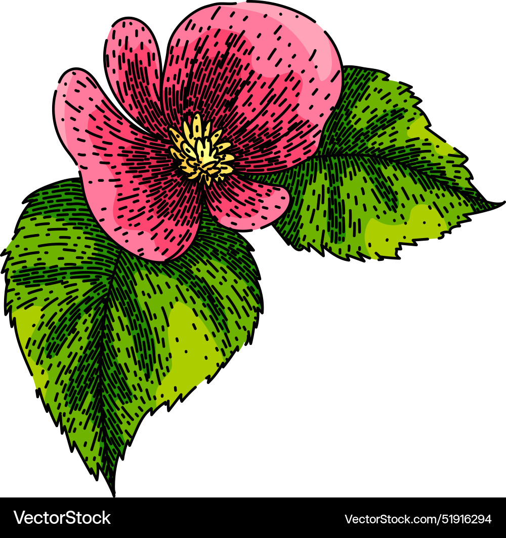 Flower begonia sketch hand drawn Royalty Free Vector Image
