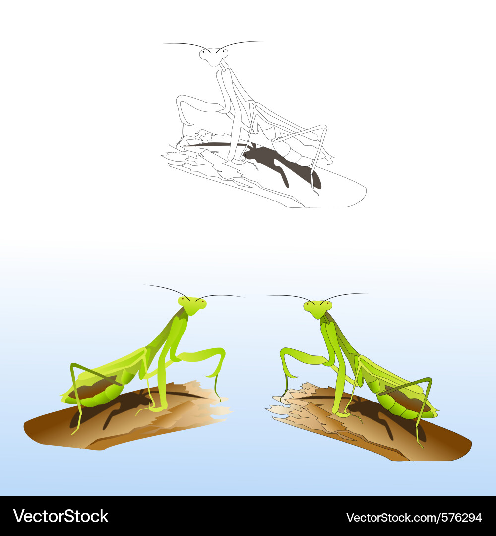 Praying mantises Royalty Free Vector Image - VectorStock