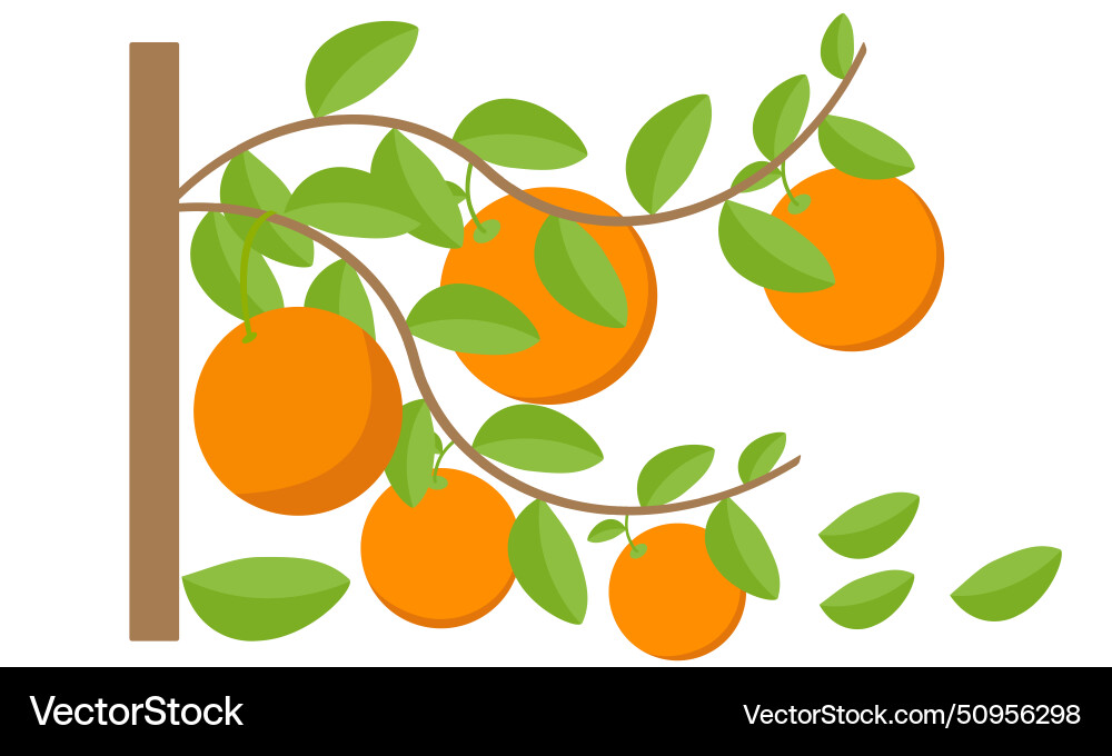 Orange tree design Royalty Free Vector Image - VectorStock
