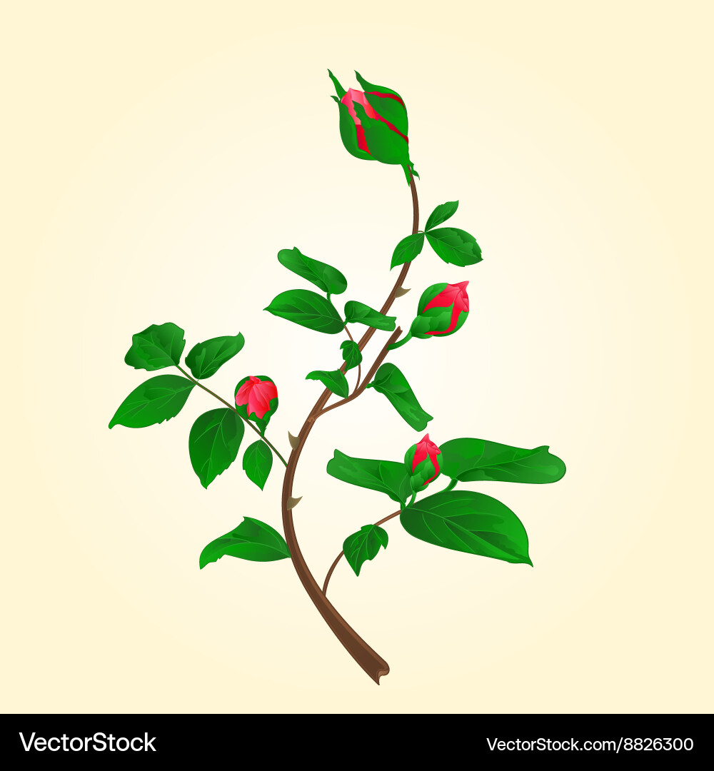 Buds of climbing red rose stem Royalty Free Vector Image