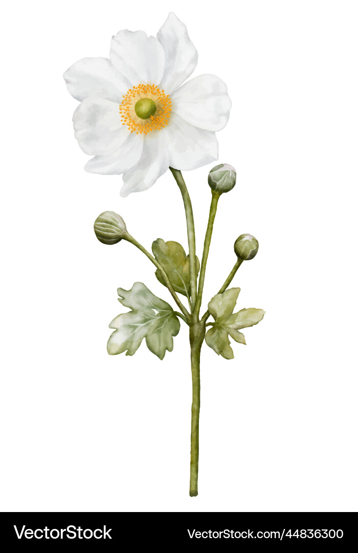 Elegant White Anemone Bouquet Royalty Free Vector Image