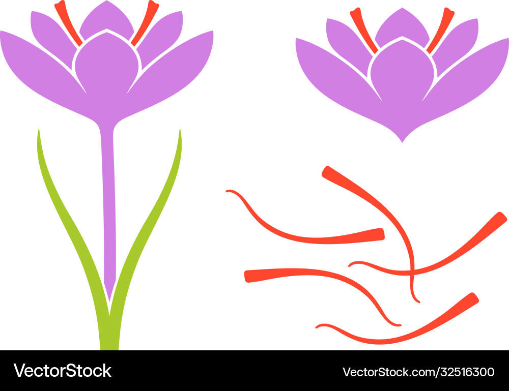 Saffron Royalty Free Vector Image - VectorStock
