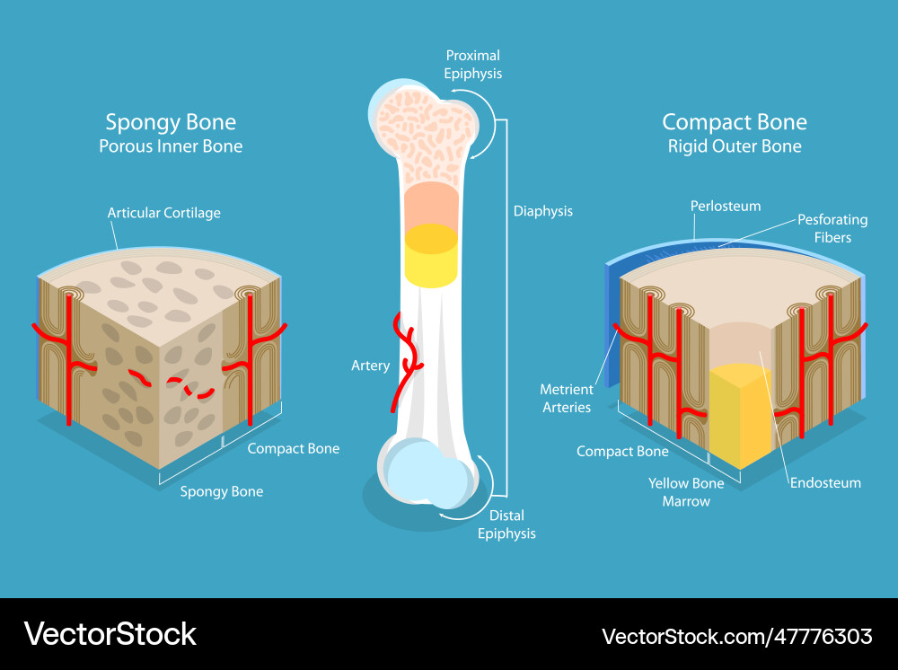 3d isometric flat conceptual Royalty Free Vector Image