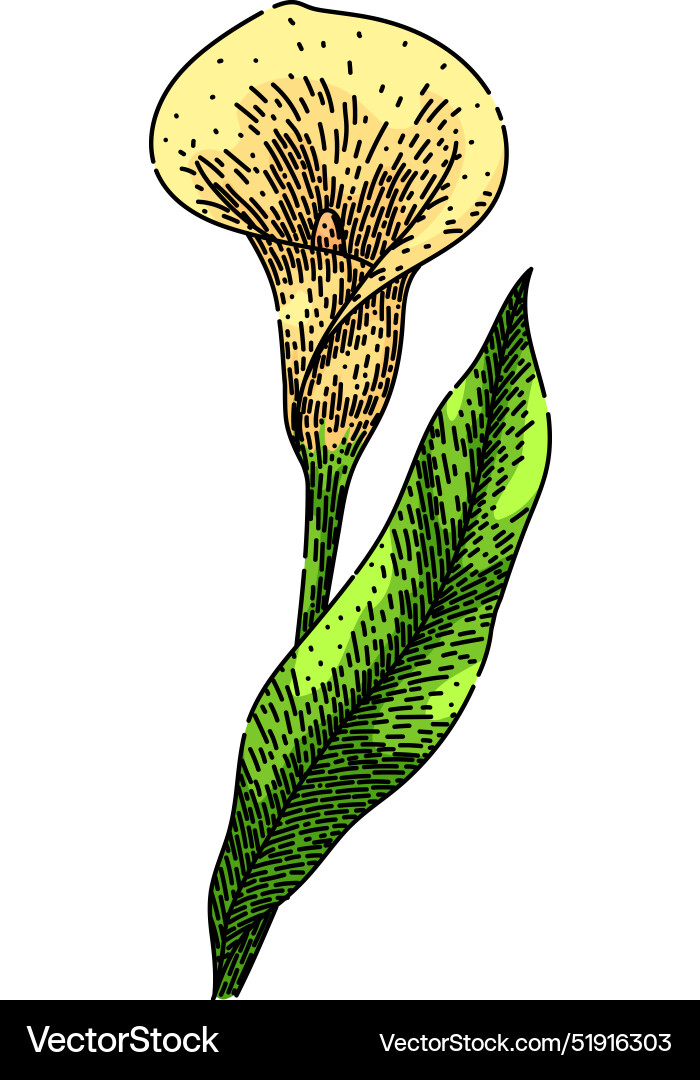 Plant calla lily sketch hand drawn Royalty Free Vector Image