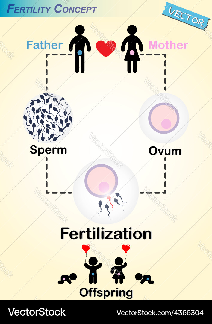 Human Fertilization Diagram Progress Diagram From Human Fertilization