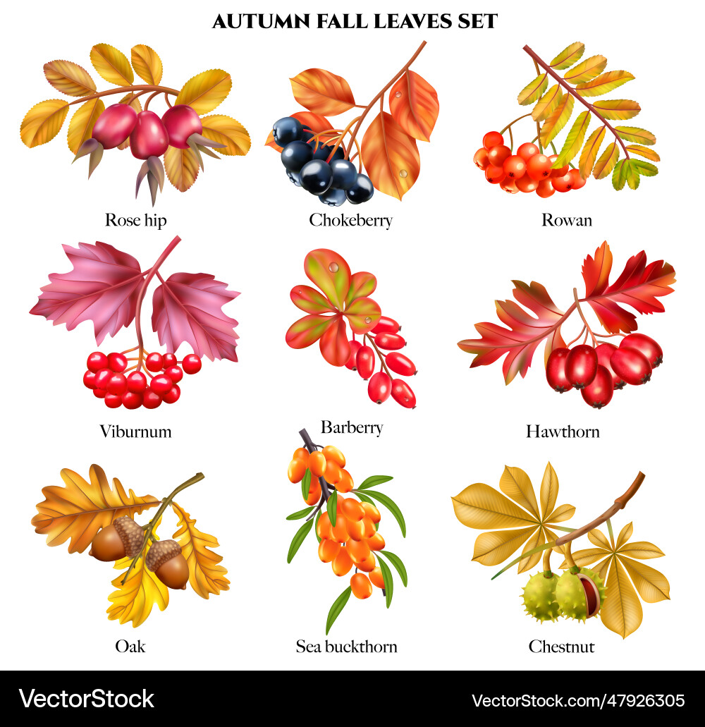 Autumn fall leaves set Royalty Free Vector Image