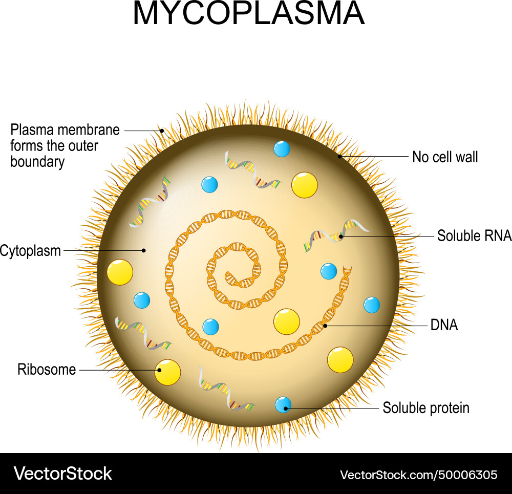 Mycoplasma bacterial cell structure Royalty Free Vector