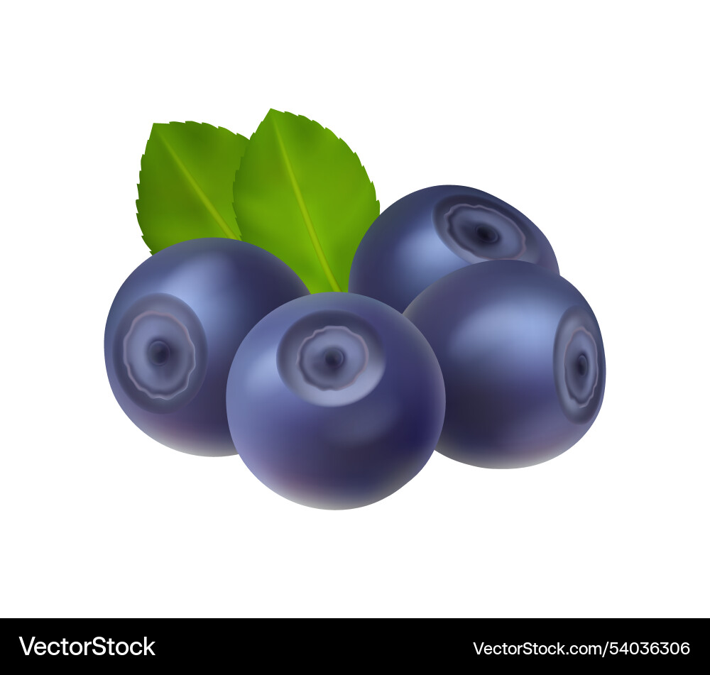 Ripe Blueberries and Huckleberries Royalty Free Vector Image