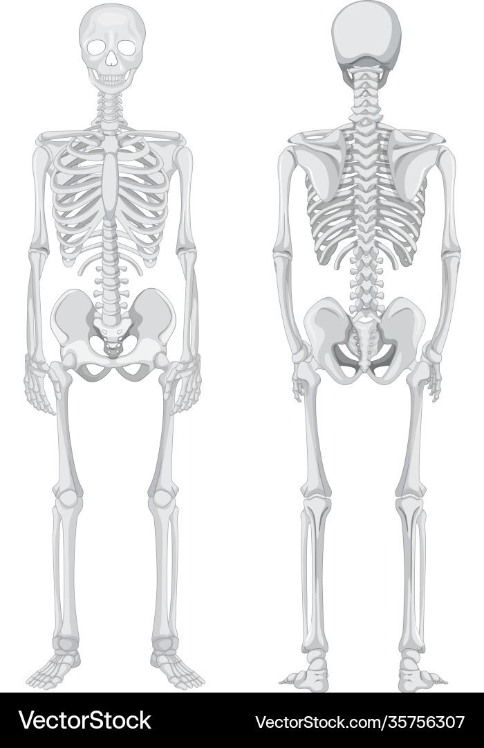 Front and back views skeleton isolated Royalty Free Vector