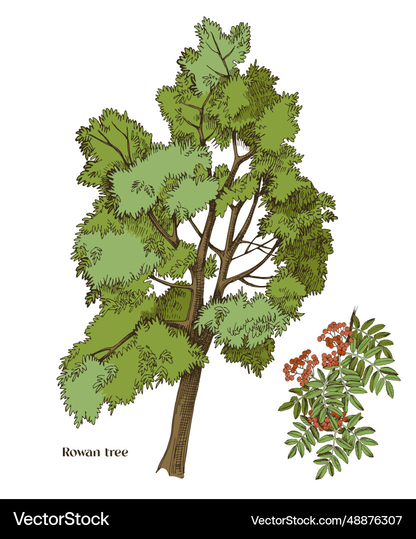 Rowan tree and branch Royalty Free Vector Image