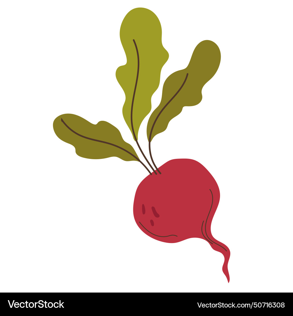 Red beet root vegetable Royalty Free Vector Image