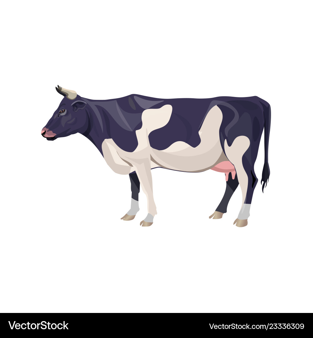 Black and white spotty cow Royalty Free Vector Image