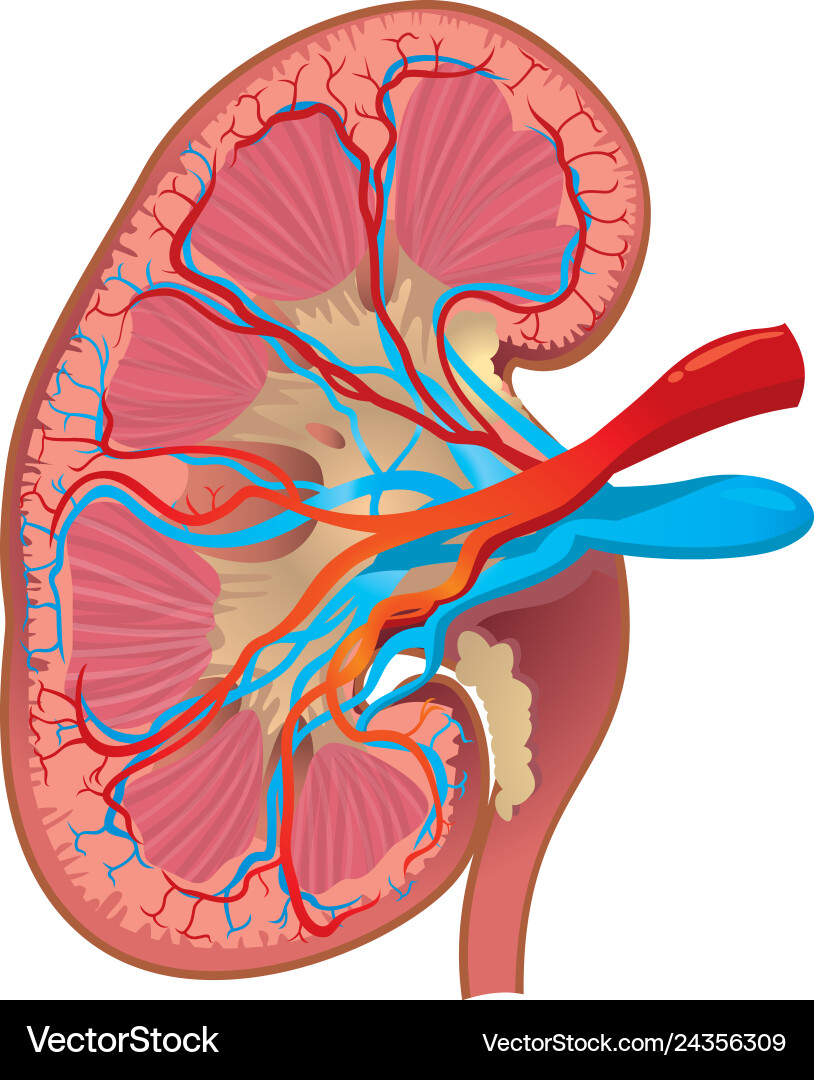 Human kidney Royalty Free Vector Image - VectorStock