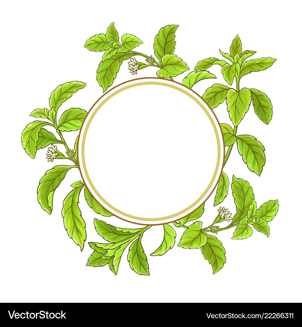 Stevia branch frame Royalty Free Vector Image - VectorStock