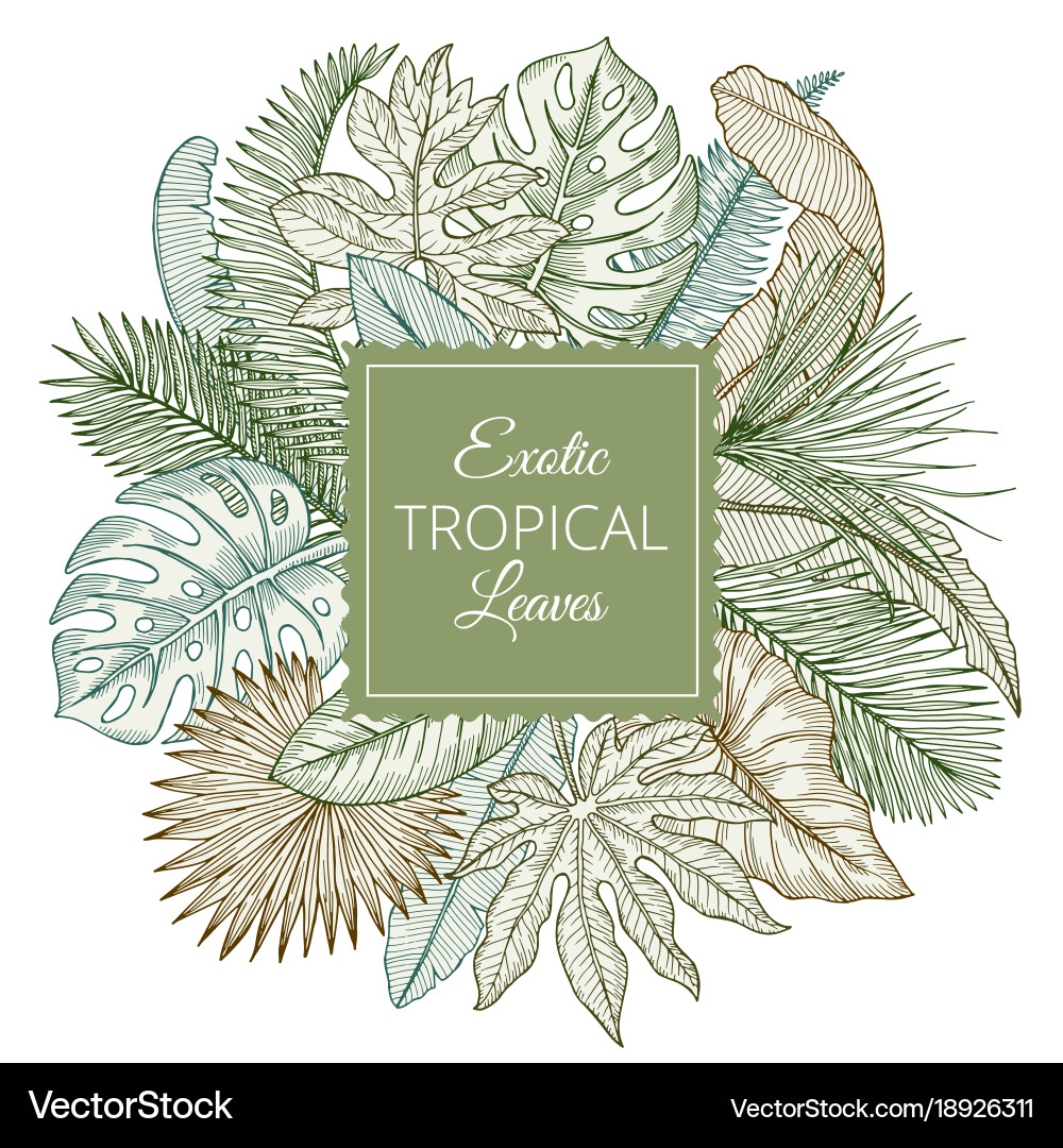 Tropical Leaf Background Royalty Free Vector Image