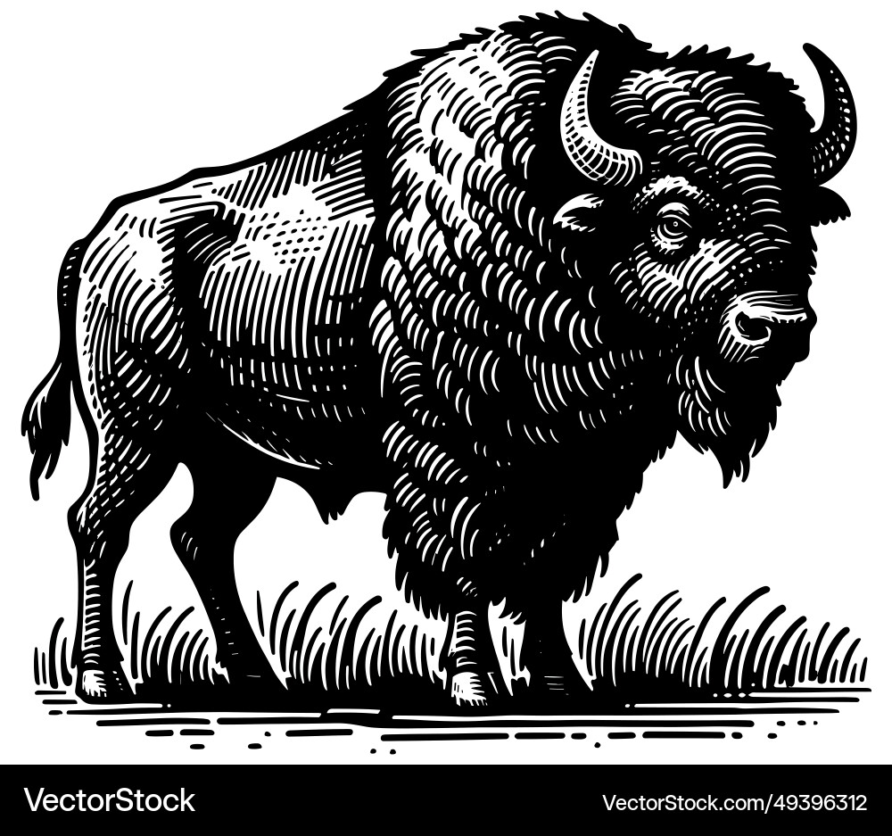 Bison black and white Royalty Free Vector Image