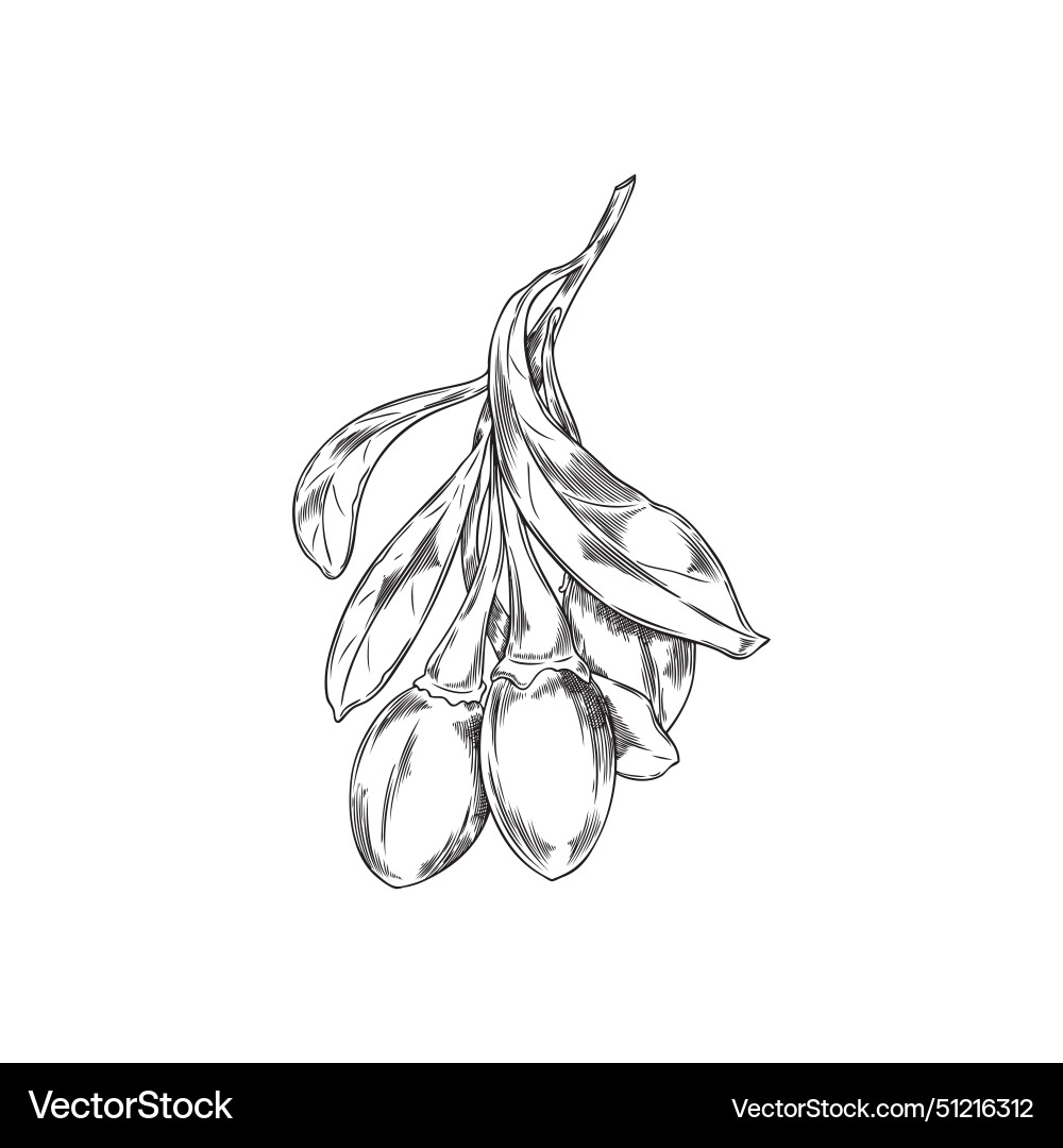 Goji berry branch Royalty Free Vector Image - VectorStock
