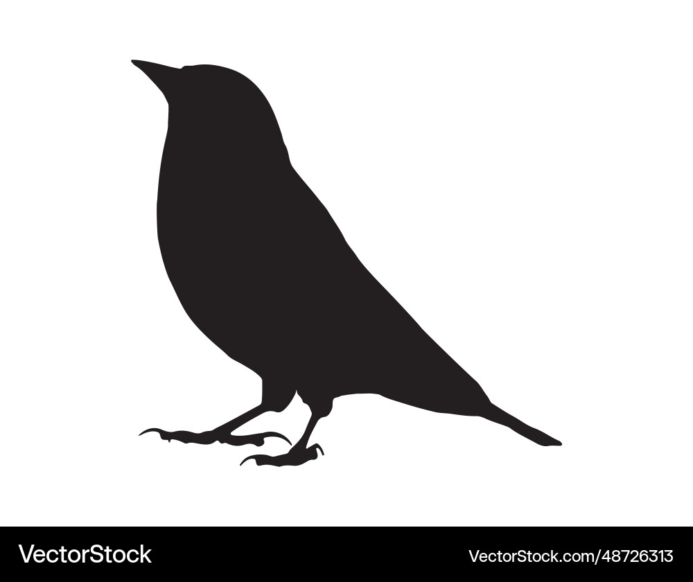 Finch bird silhouette art white background Vector Image