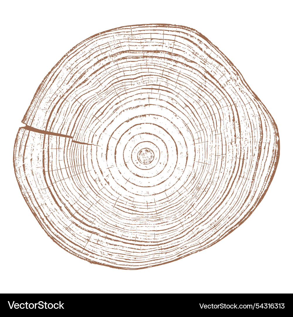 Wood Cross Section - Tree Rings Royalty Free Vector Image