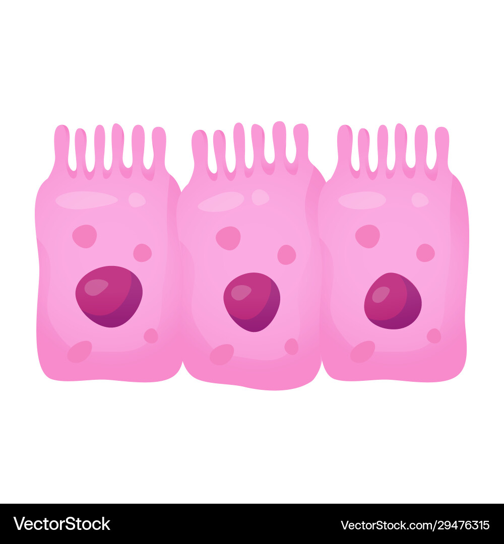 Intestinal cell system human medical anatomy Vector Image