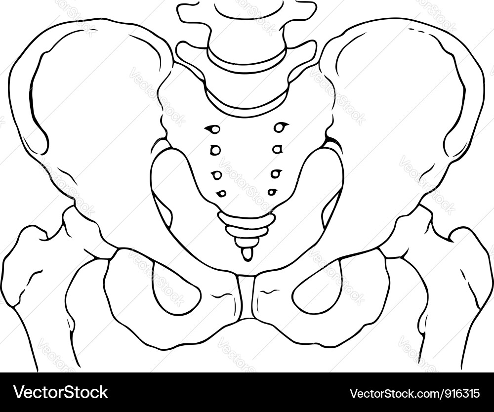Pelvis bones Royalty Free Vector Image - VectorStock