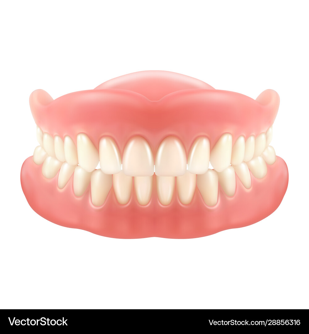 Dental Denture with Artificial Teeth Royalty Free Vector