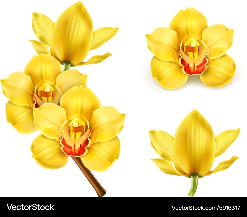 Orchid flowers icons Royalty Free Vector Image