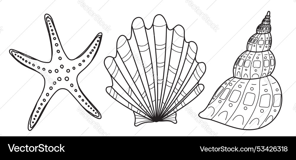 Seashells set linear drawing of starfish Vector Image