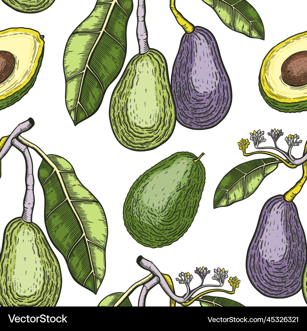 Green avocado background design flat fruit Vector Image