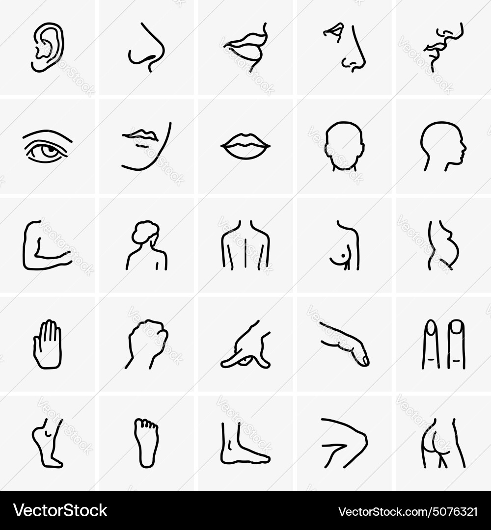 Human body parts Royalty Free Vector Image - VectorStock