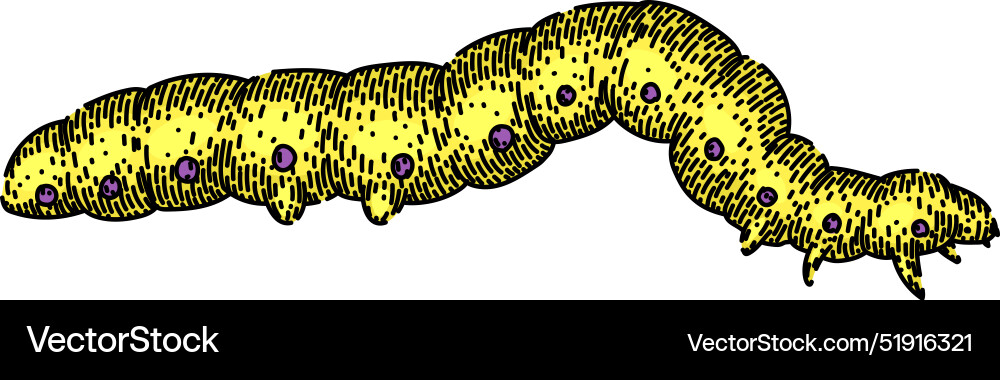 Larva caterpillar sketch hand drawn Royalty Free Vector