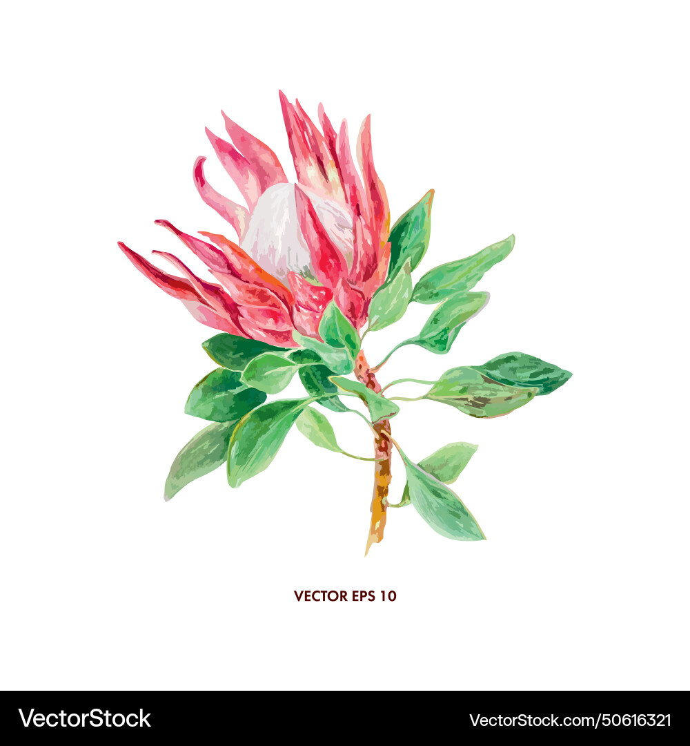 Protea watercolor blooming Royalty Free Vector Image