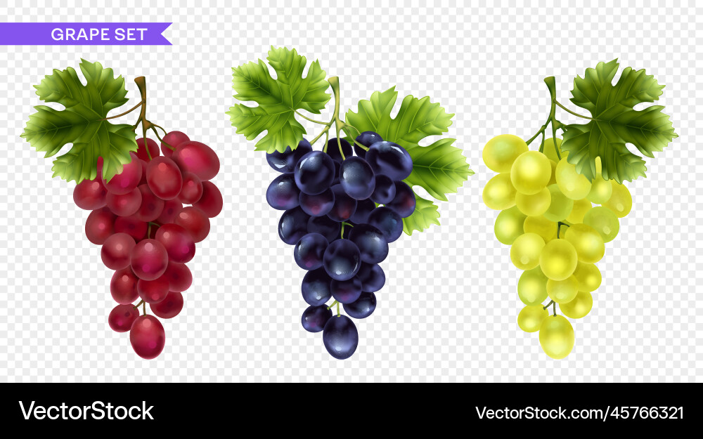 Realistic grape transparent set Royalty Free Vector Image