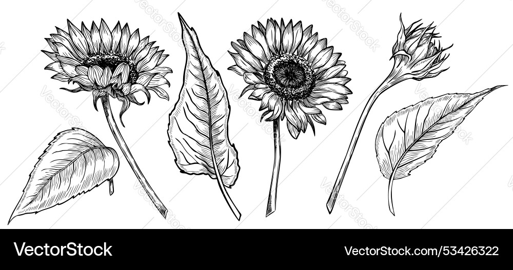 Sunflowers clip art set linear drawing Royalty Free Vector