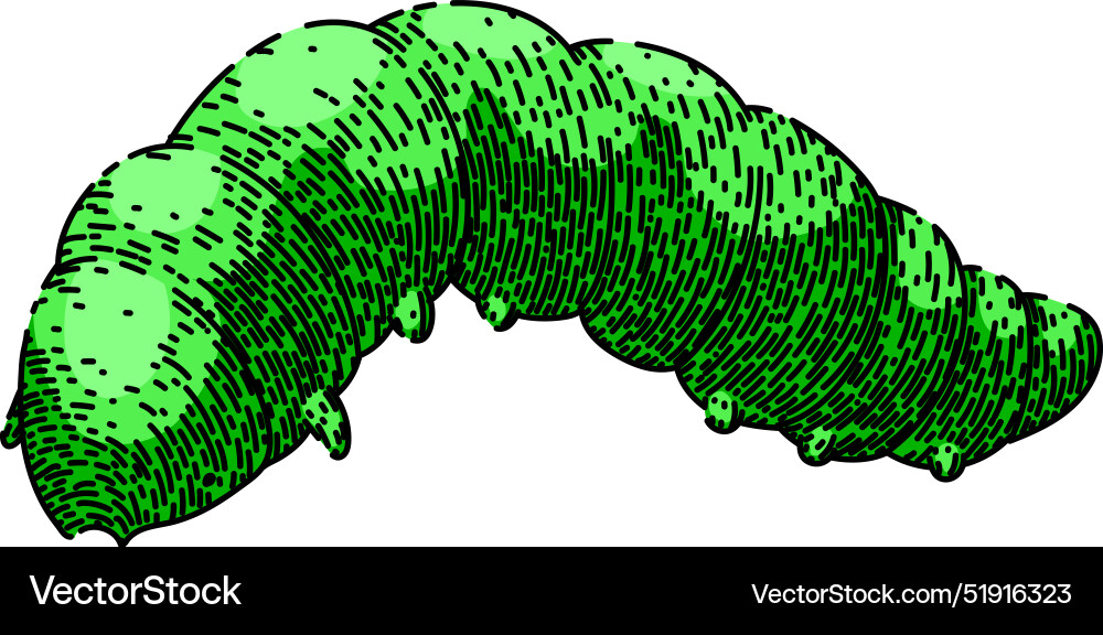 Bug caterpillar sketch hand drawn Royalty Free Vector Image